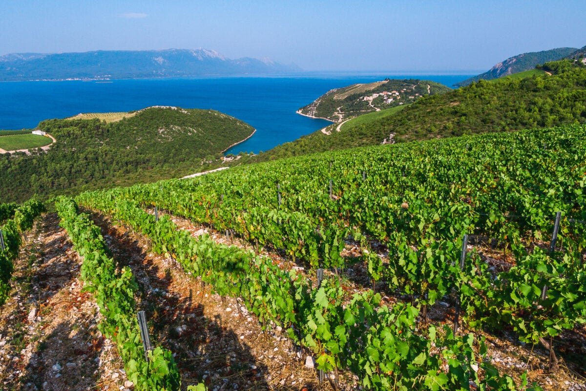 Damir Štimac: Kako je vinarija Rizman stasala u najljepšu u Europi