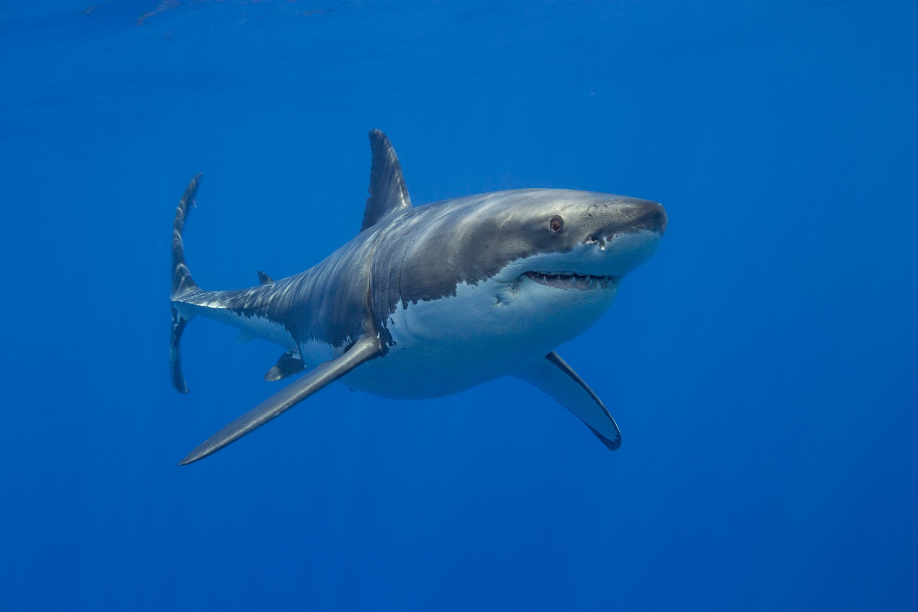 Morski psi sve manje napadaju ljude