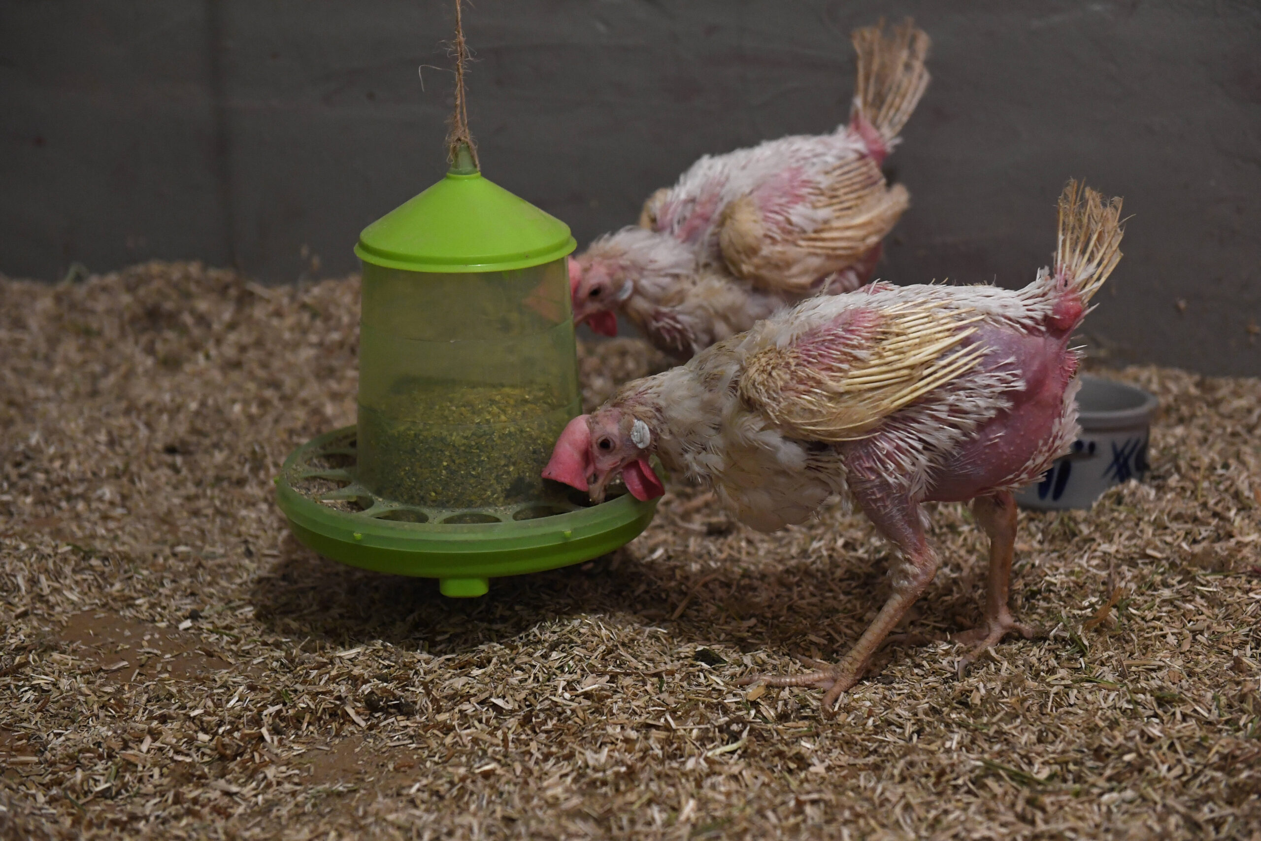 Premium Chicken Company demantirala informaciju kako će graditi ...